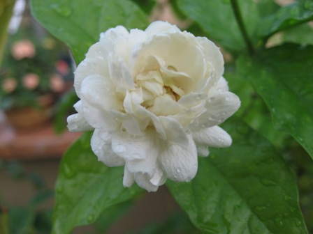 SweetieSaQi: Bunga Melur or Jasmin