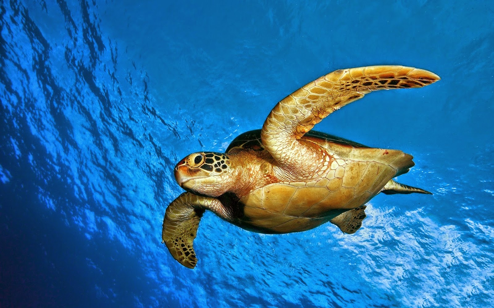 Sea Turtle - HD Wallpapers | Earth Blog