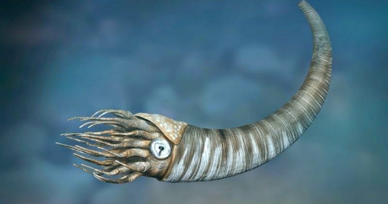 Spinops: Cyrtoceras sp