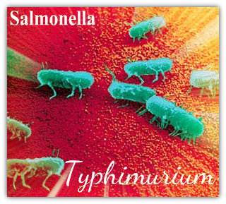 Penyakit Salmonellosis - Education Articles