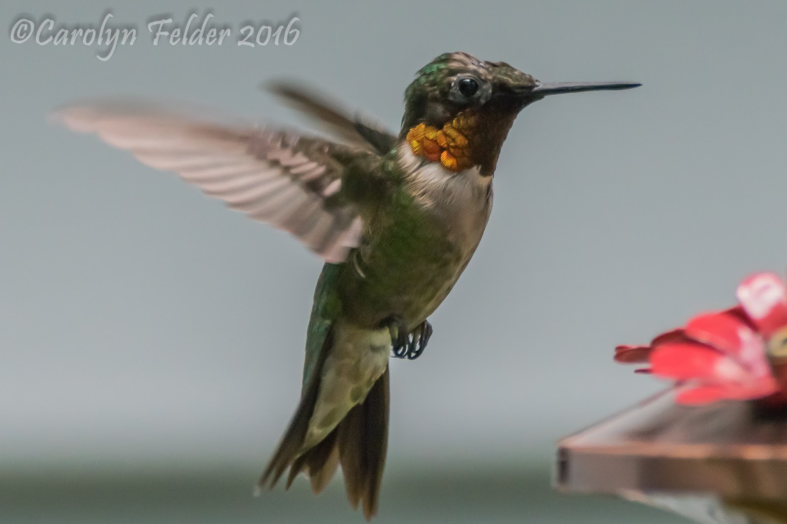 Photo Musings of a Marshwiggle - Welcome to Narnia: Swinging Hummingbird!