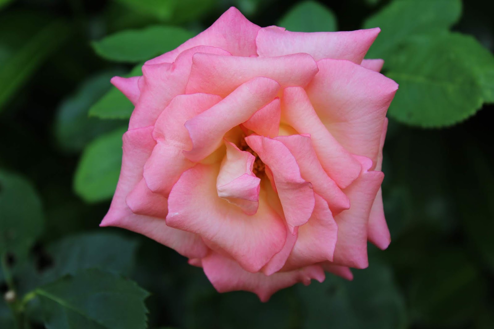 Promesse de roses: Florilège de douceur