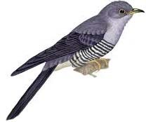 Cuckoo Bird – Koel – in Hindu Tradition | Hindu Blog