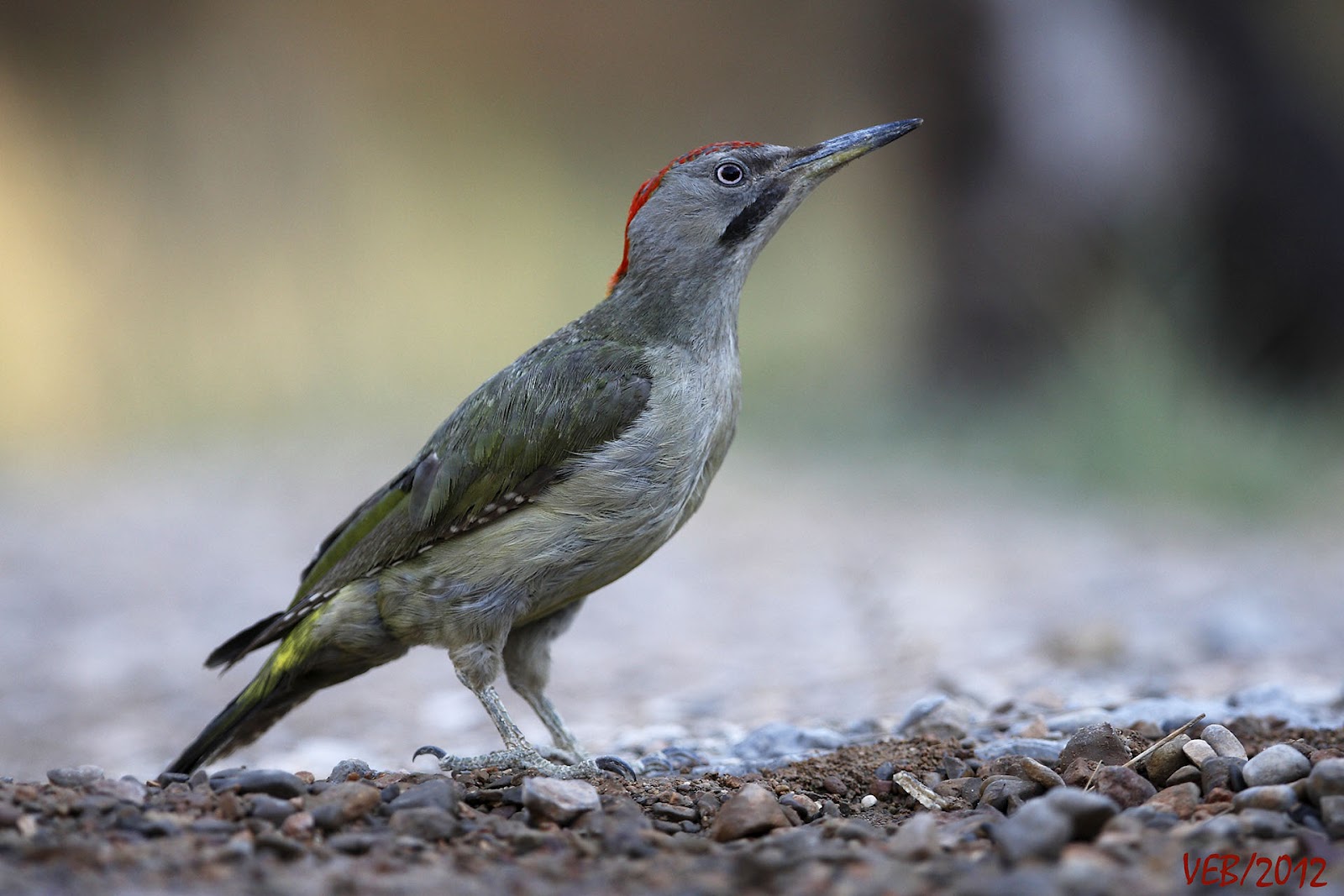 COLORS NATURALS: PITOS REALES