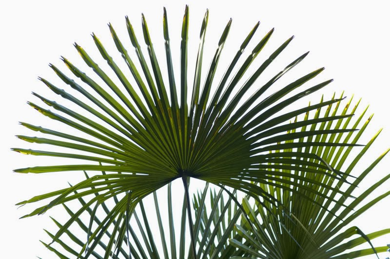 RW PAISAGISMO: PALMEIRA: PALMEIRA-LEQUE-DA-CHINA