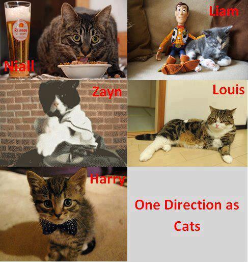 one direction : ONE DIRECTION CATS