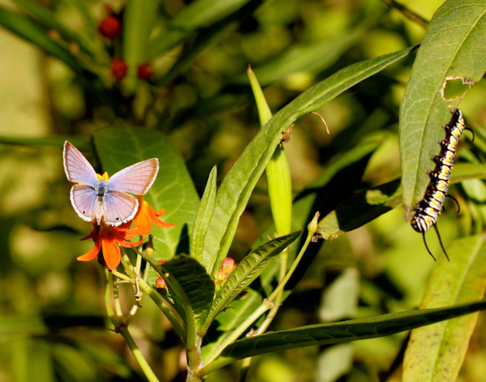 Rambling Wren: Butterflies in December