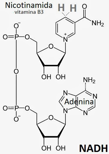 BIOLOGÍA 2º Bachillerato: ATP y poder reductor