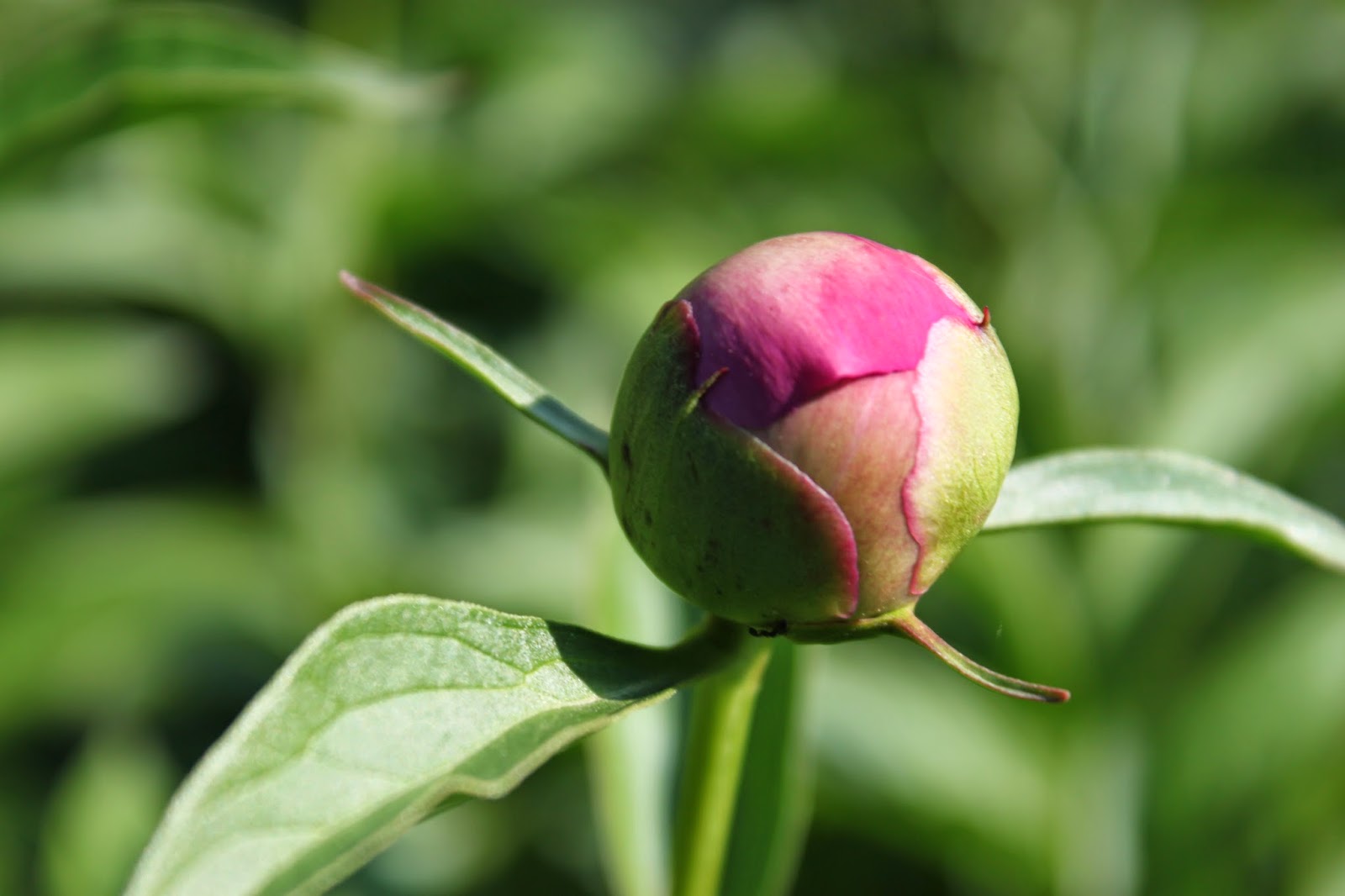 Pat's Addition: Birthday Flowers