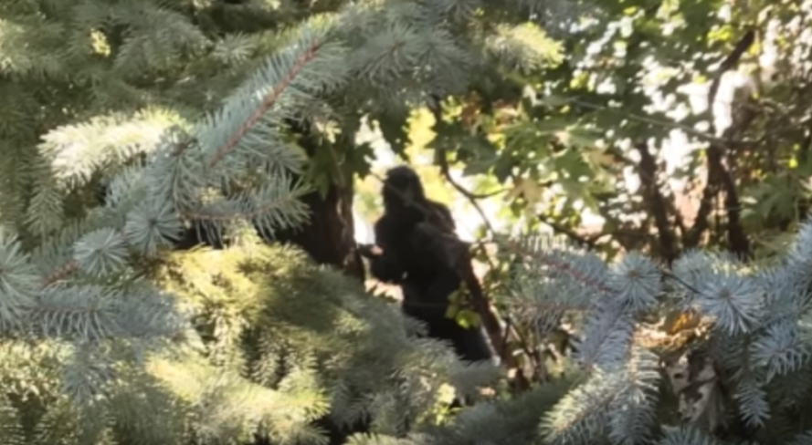 RMSO Bigfoot: Juvenile Bigfoot Photographed Stalking Michigan Fisherman