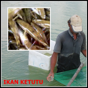 PEMBEKAL BENIH UDANG KARA (LOBSTER) KETUTU KELI TILAPIA HARUAN : JENIS ...