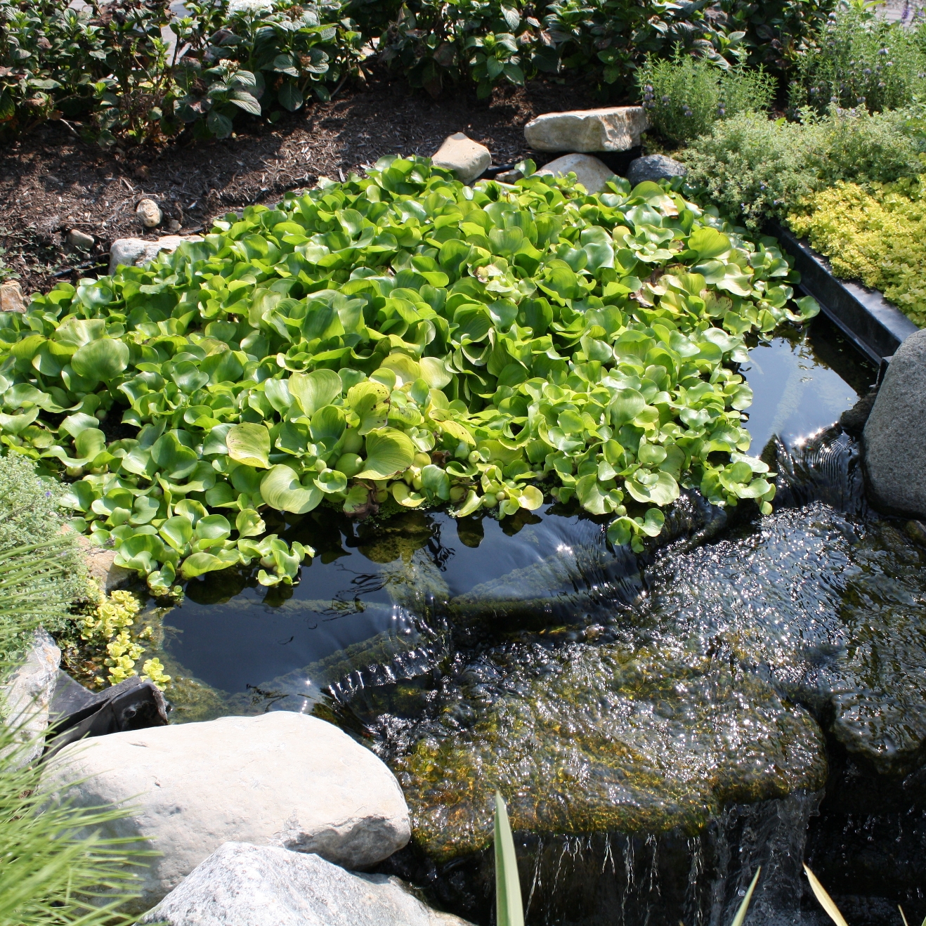 Water Hyacinth Pond