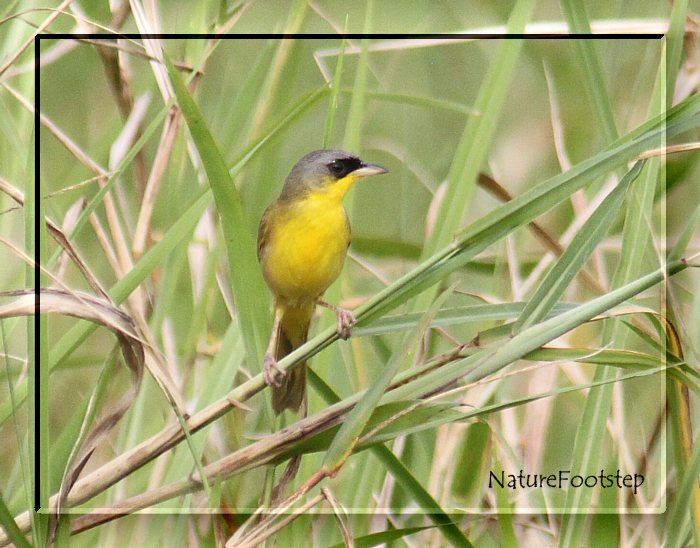NatureFootstep Birds in Costa_Rica: Grey-crowned Yellowthroat ...