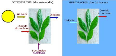 Acuariofilia y paisajismo acuático: El rol de la fotosíntesis en el acuario