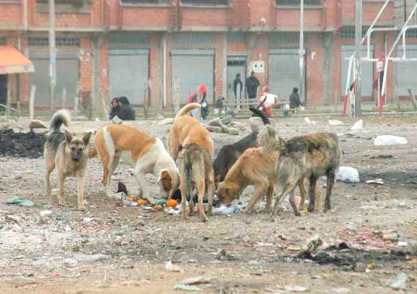 La Sobrepoblación Canina