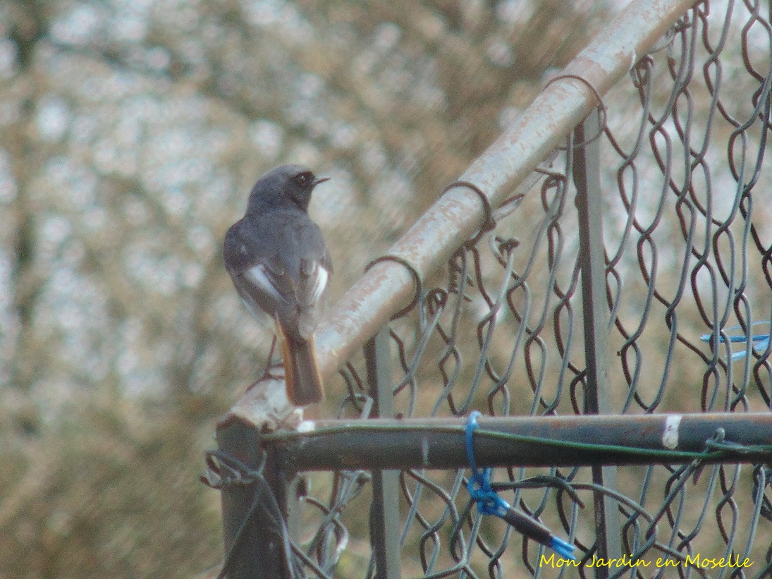 Mon Jardin en Moselle: Ma chanson préférée