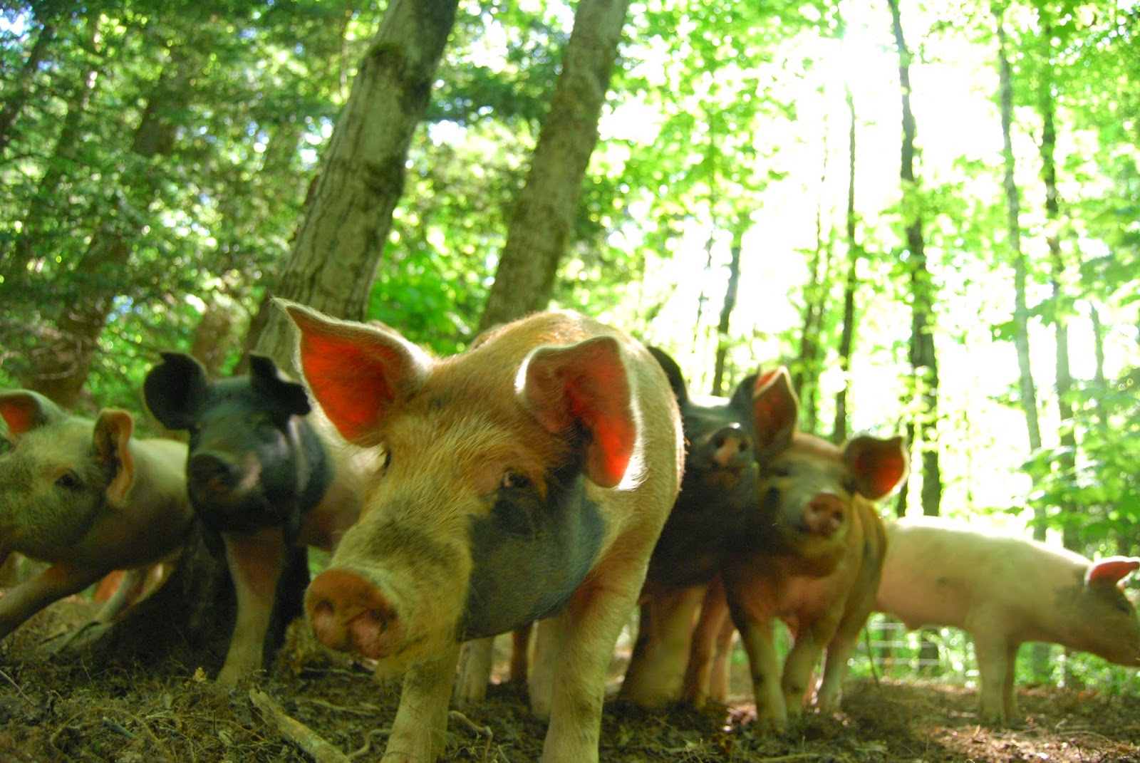 Climbing Tree Farm: Pigs. Glorious Pigs.