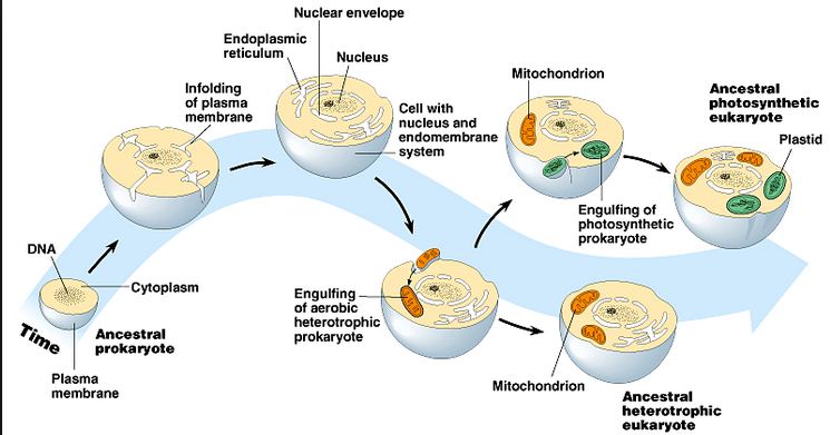 Evolution of prokaryotes |Genetic Engineering Info