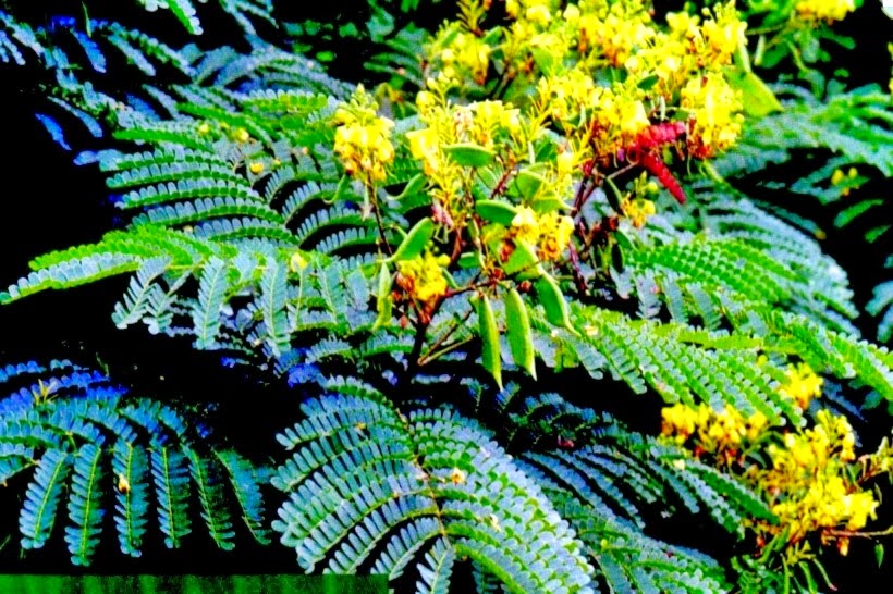 Mengenal Kayu Secang ~ Agro Budidaya