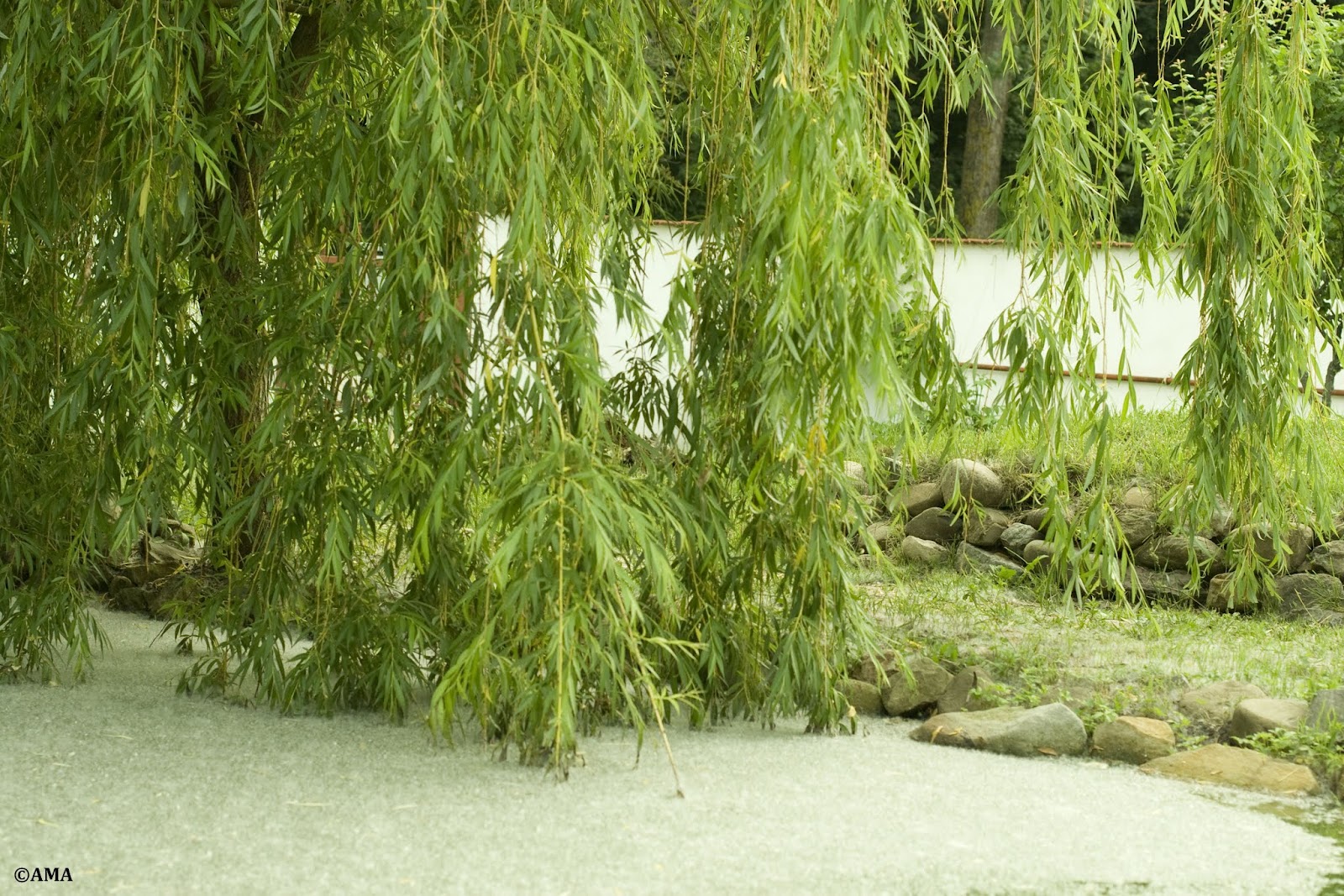 Salcia Plangatoare (Salix babylonica) - Pastelurile Naturii