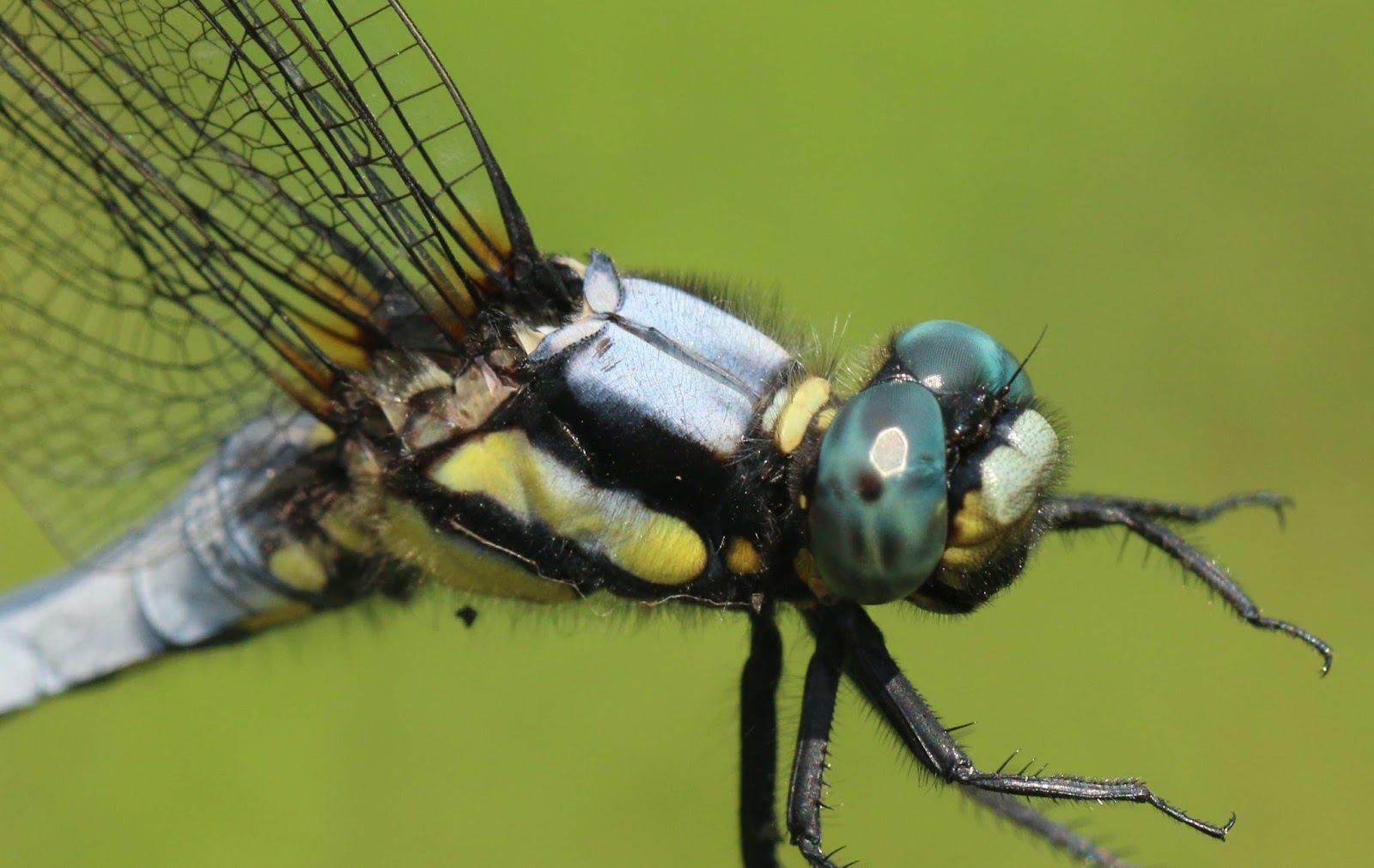 Dragonflies and damselflies of Vietnam: Orthetrum internum headaches