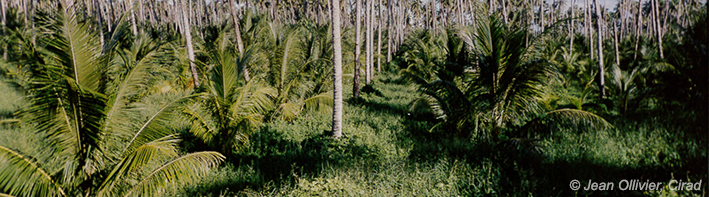 Coconut planting material for the Pacific region: Replanting old ...