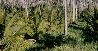 Coconut planting material for the Pacific region: Replanting old ...