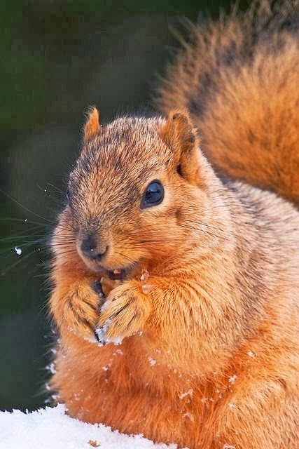 Fox Squirrel | The Unique Photos