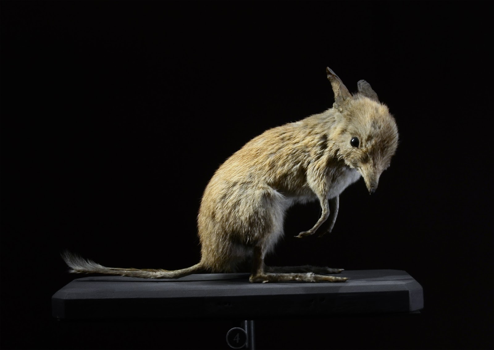 Abe's Animals: Pig footed bandicoot