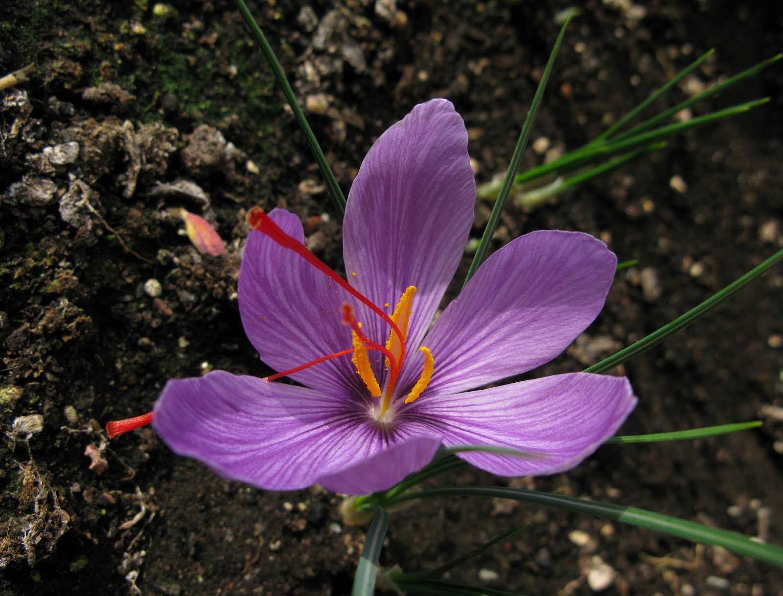 Flores y Palabras: Flores de azafrán