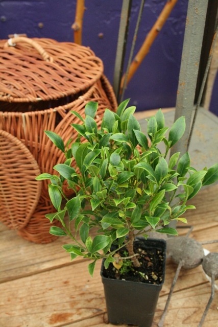 The Flower Bin: Plant ideas for Fairy Gardens