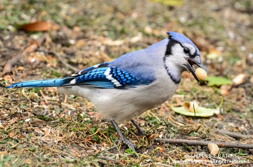 Prairie Nature: Blue Jays Eating Peanuts in my Regina Backyard