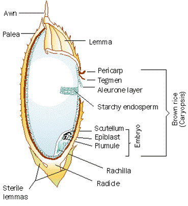 Naturalism - the Eighth Sense: Don't throw away rice hull or "ipa ...