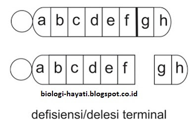Pengertian, Jenis-jenis dan Contoh Mutasi Gen dan Mutasi Kromosom