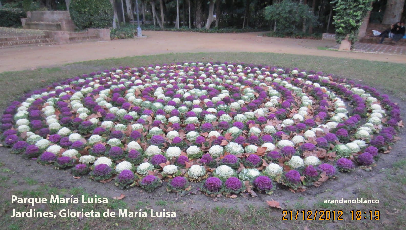 arbustosensevilla-encinarosa: Col de jardín, Brassica oleracea, Beza ...