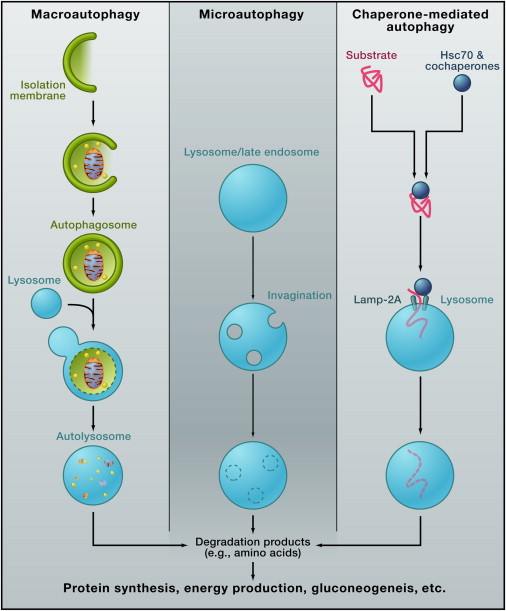 Review of Autophagy - renovation of tissues and cells | NextBigFuture.com