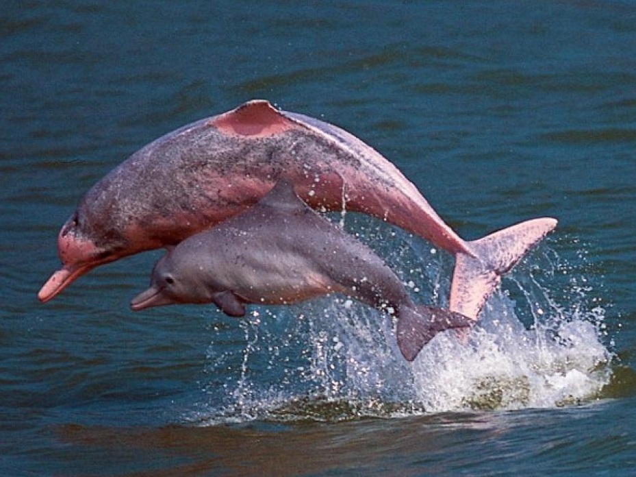 MI BOLIVIA AMADA: DELFÍN ROSADO. EL PAPEL CLAVE QUE TIENE ESTE MAMÍFERO ...