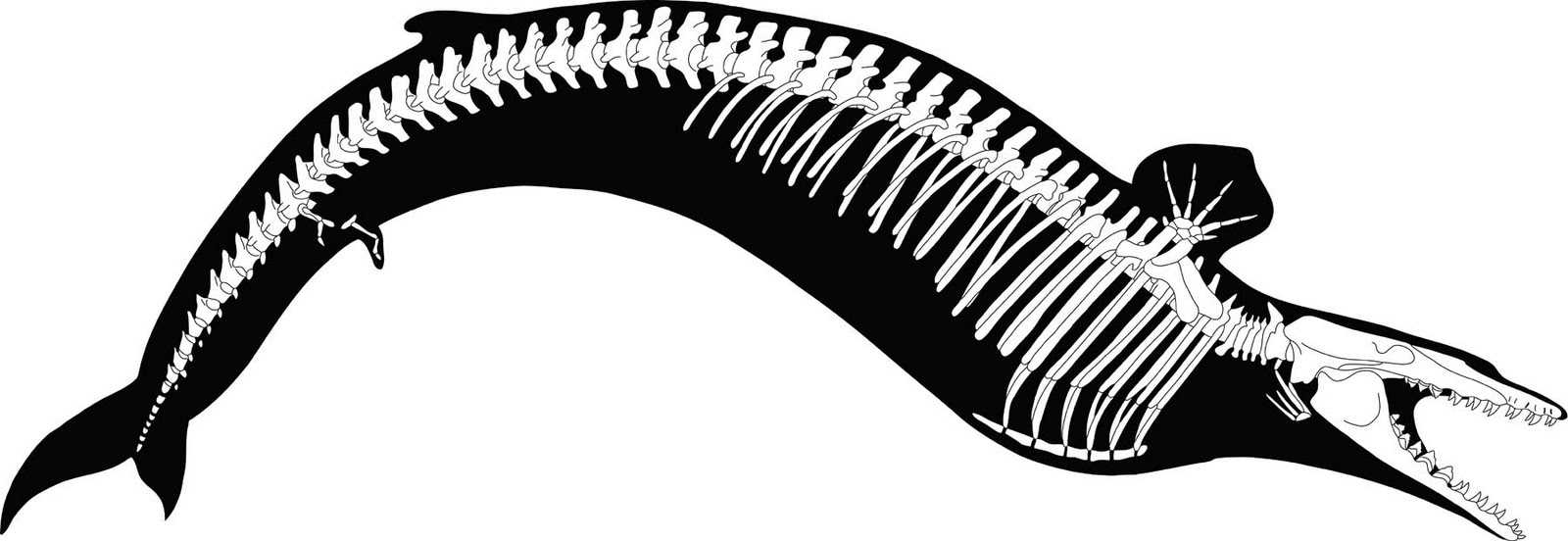 The Coastal Paleontologist: New artwork I: Cynthiacetus reconstruction