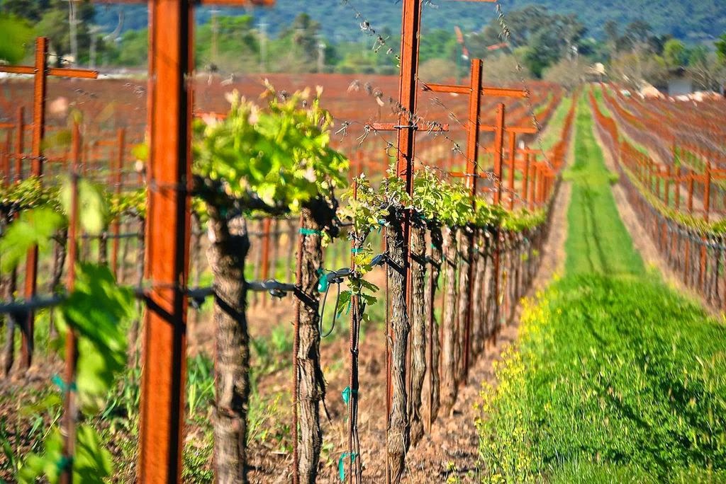 Sequoia Grove: Interview with Winemaker Molly Hill - John Fodera's ...