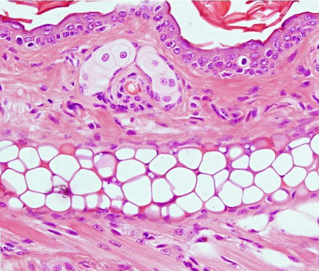 Histologia: Tejido Cartilaginoso