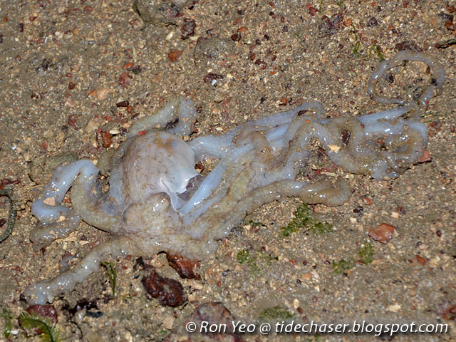 tHE tiDE cHAsER: Cephalopods (Phyllum Mollusca: Class Cephalopoda) of ...
