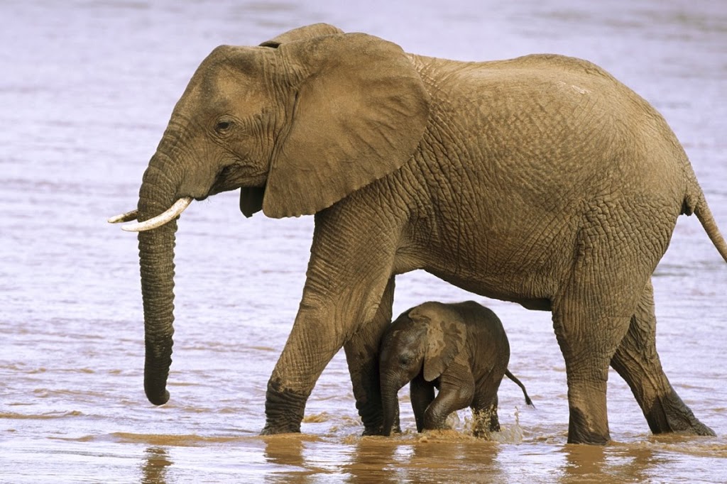 El Canto del Mirlo: La elefante líder 1