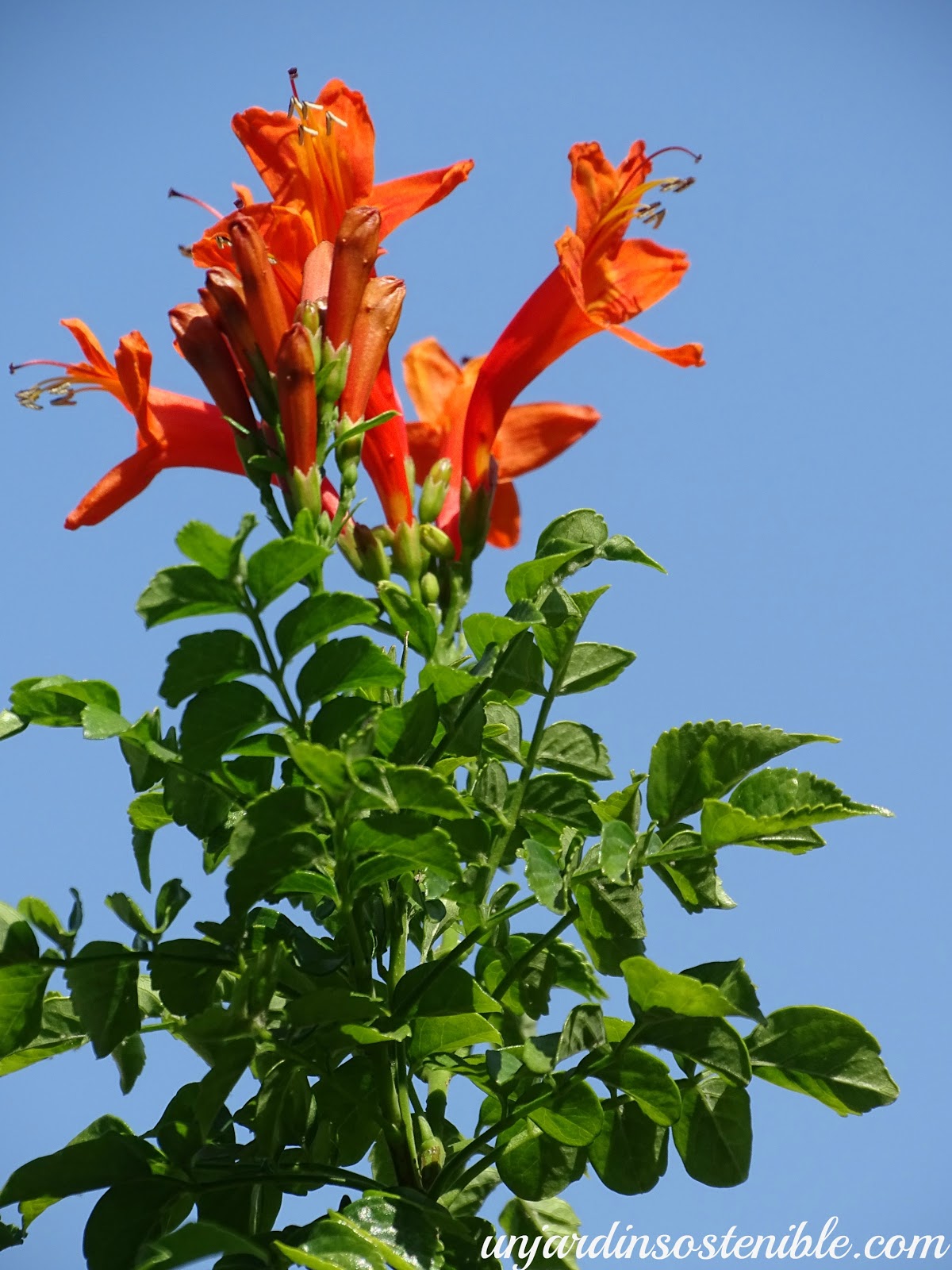 Tecoma capensis (Tecoma, Bignonia roja)