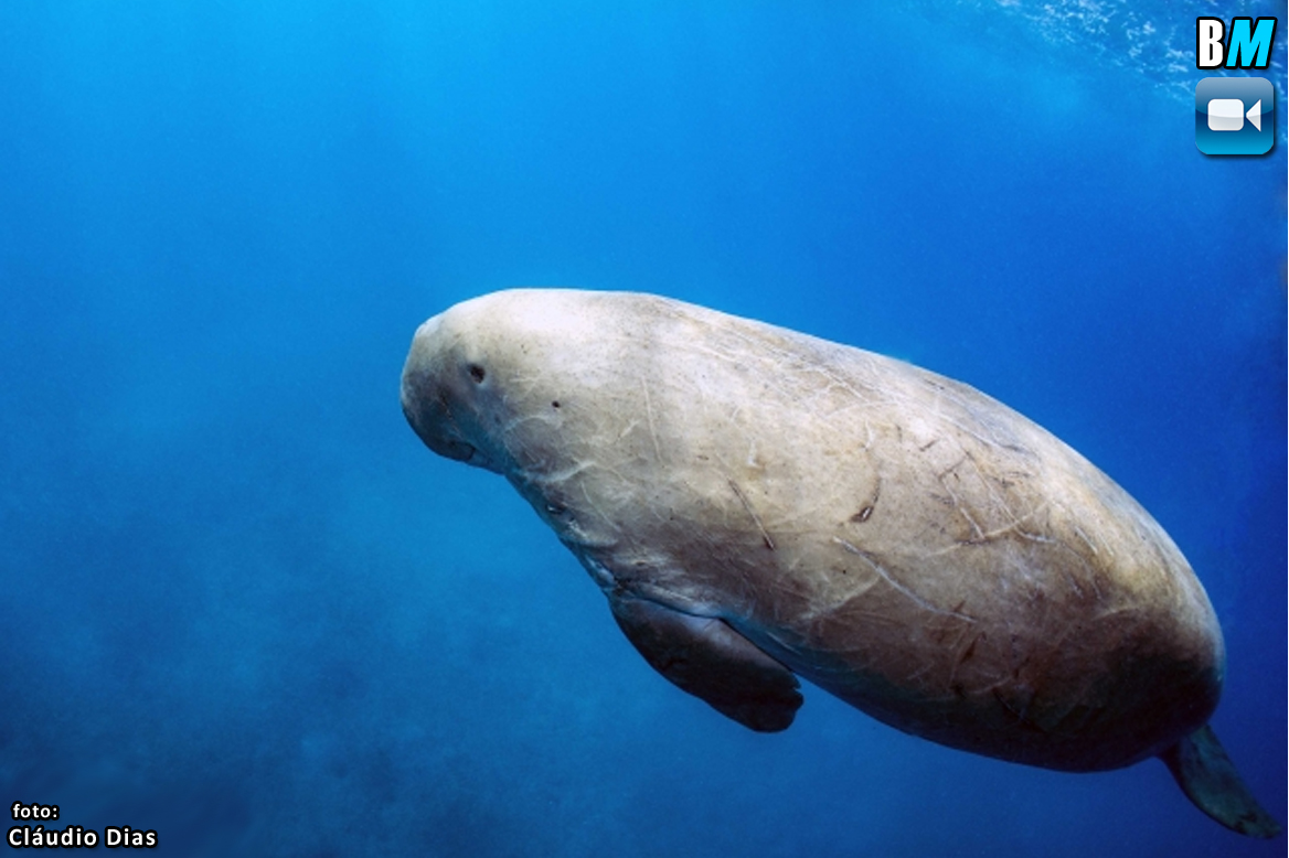 Dugongo: mamífero marinho parente do peixe-boi | Eu Quero Biologia