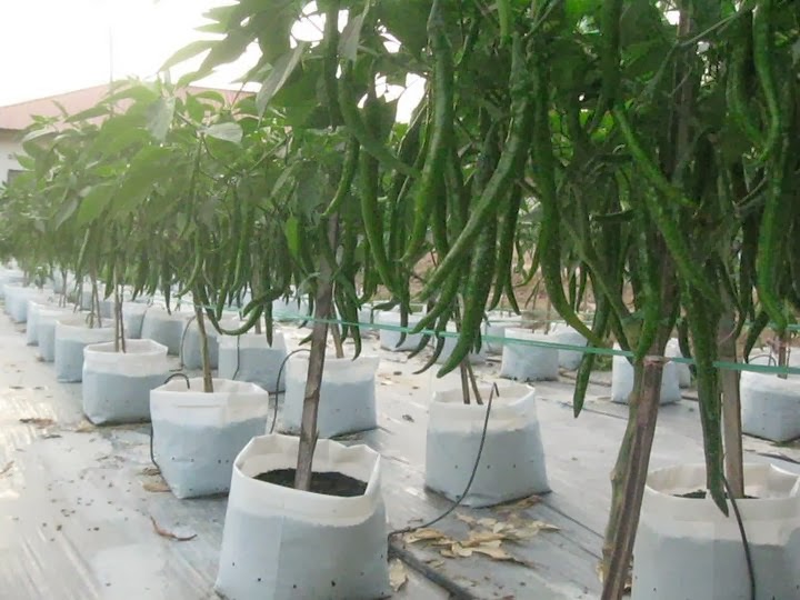 Budidaya Cabe Dengan Sistem Hidroponik Fertigasi | Cara Budidaya