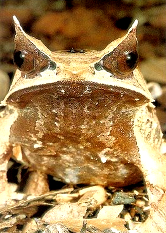 Fakta menarik : 8 jenis katak luar biasa