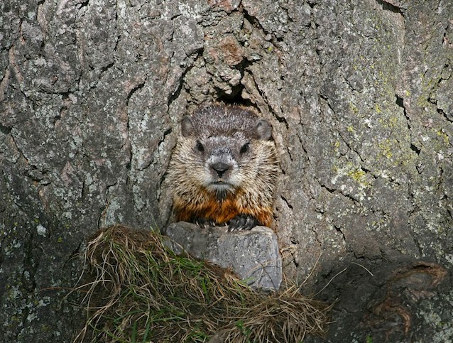 Wildfilm: Groundhog.... Groundhog