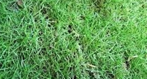 Rumput Jepang Untuk Taman ~ Arya Flower Landscape