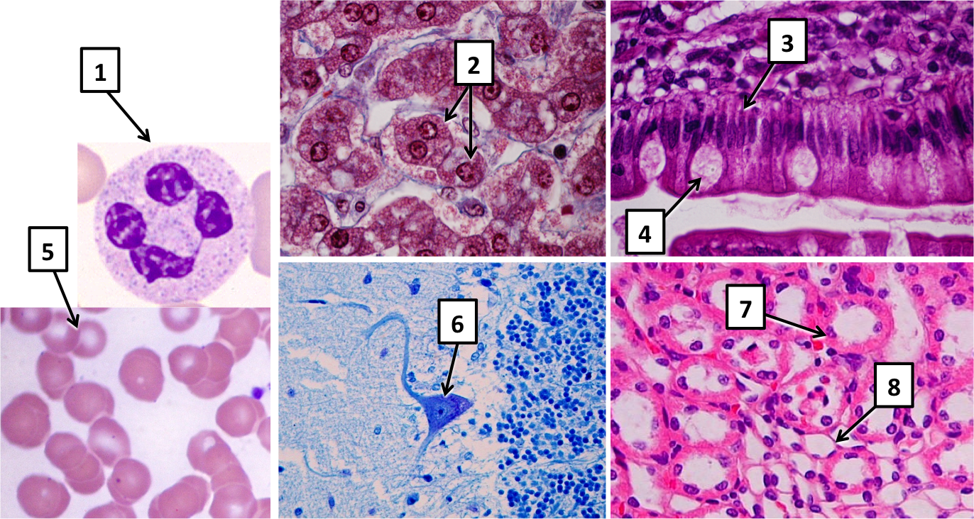 SOS BIOLOGIA CELULAR Y TISULAR: FORMAS CELULARES. Cellular forms