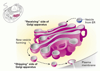 Mrs. Remis' Science Blog - 8th grade: CELLS - GOLGI APPARATUS #14
